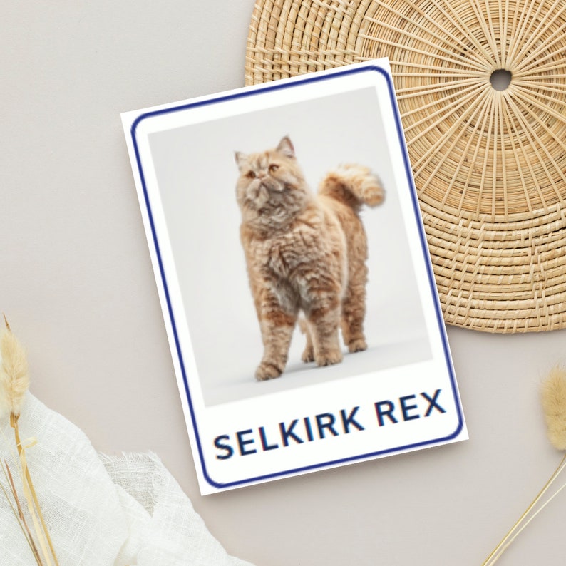 Perfectly Adorable, 32 Cat Species Flashcards for Kids and Toddlers ...