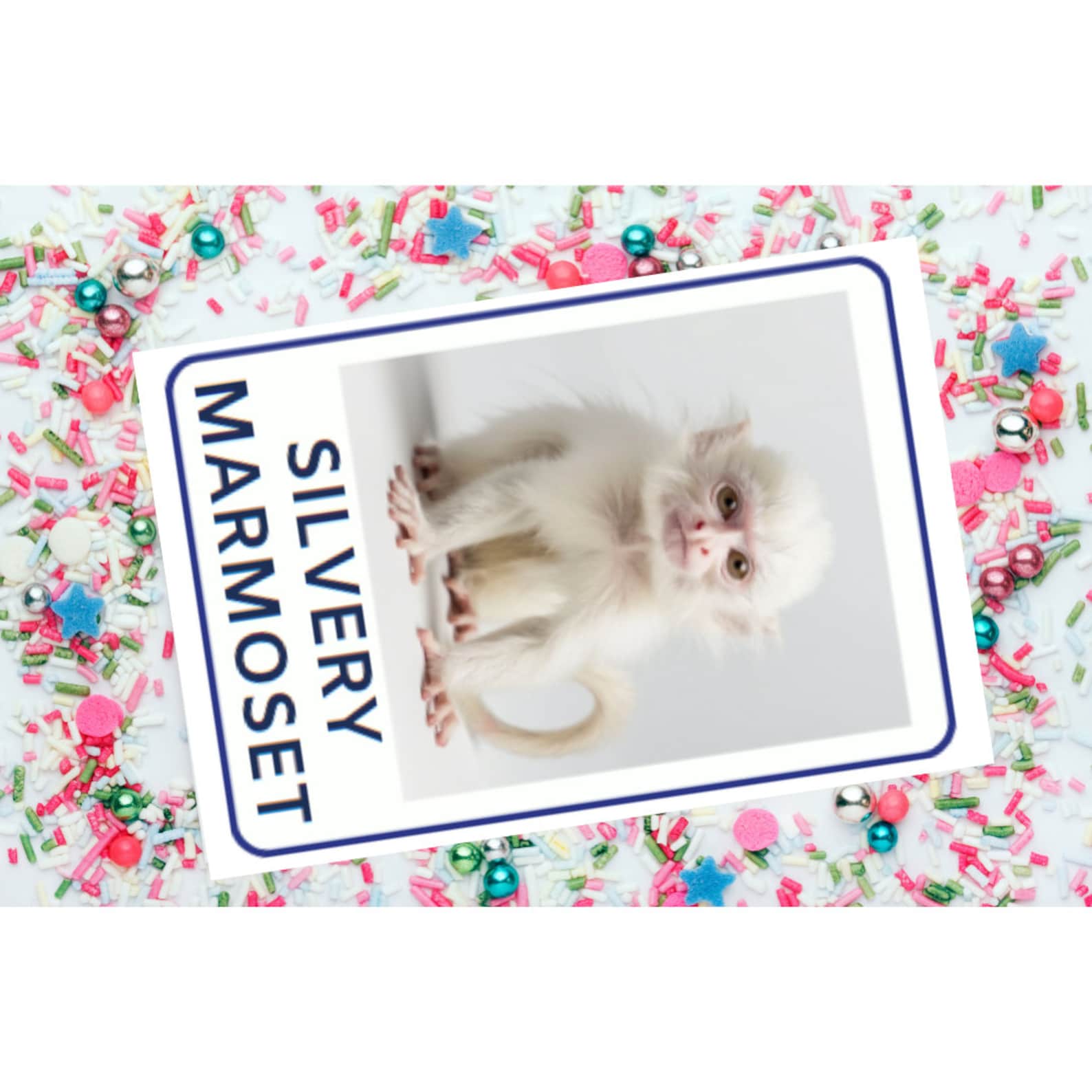 Explore 32 Monkey Species Flashcards Designed for Children, Monkey ...