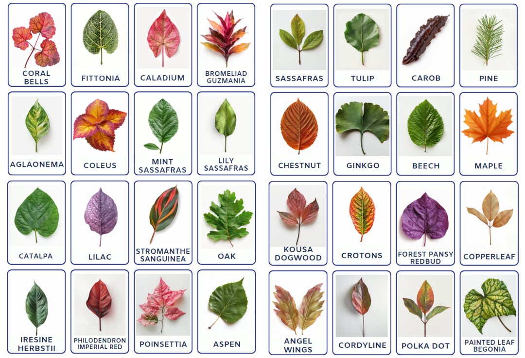 32 PNG Plants Leaves Montessori Flashcards, Nomenclature Flashcards ...