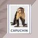Explore 32 Monkey Species Flashcards Designed for Children, Monkey ...