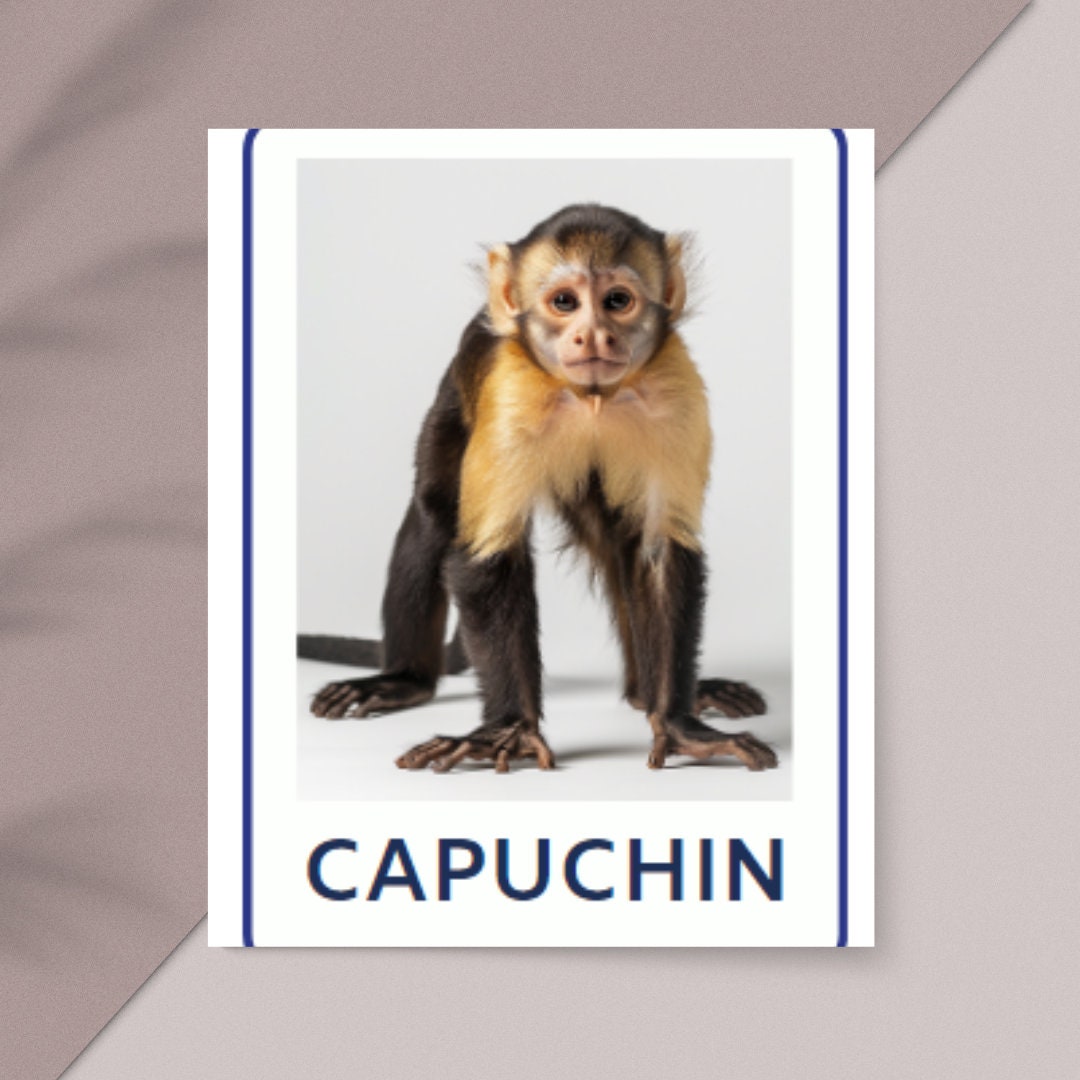 Explore 32 Monkey Species Flashcards Designed for Children, Monkey ...