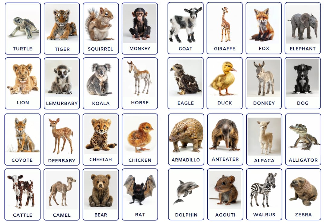 32 Baby Animals Flashcards Designed for Children, Toddler Activity ...