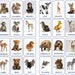 32 Baby Animals Flashcards Designed for Children, Toddler Activity ...