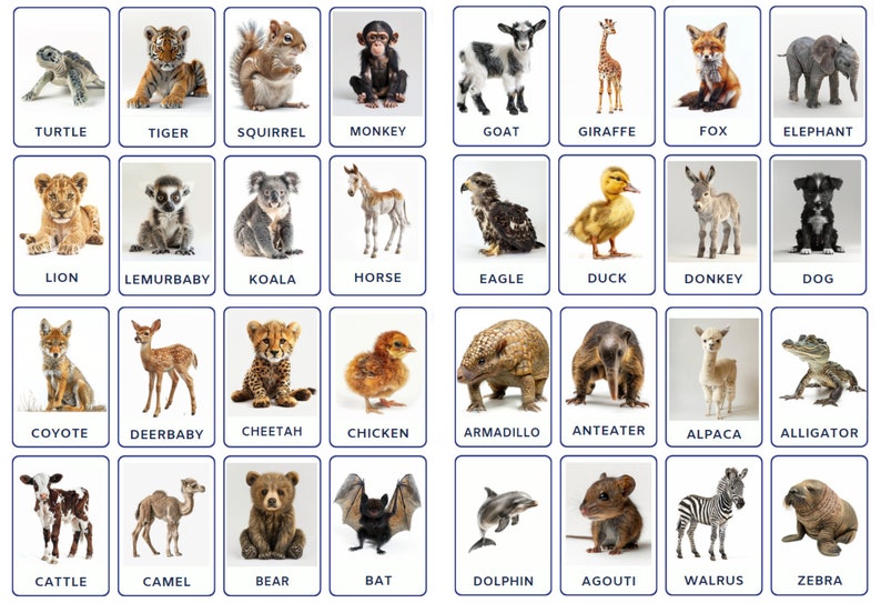 32 Baby Animals Flashcards Designed for Children, Toddler Activity ...