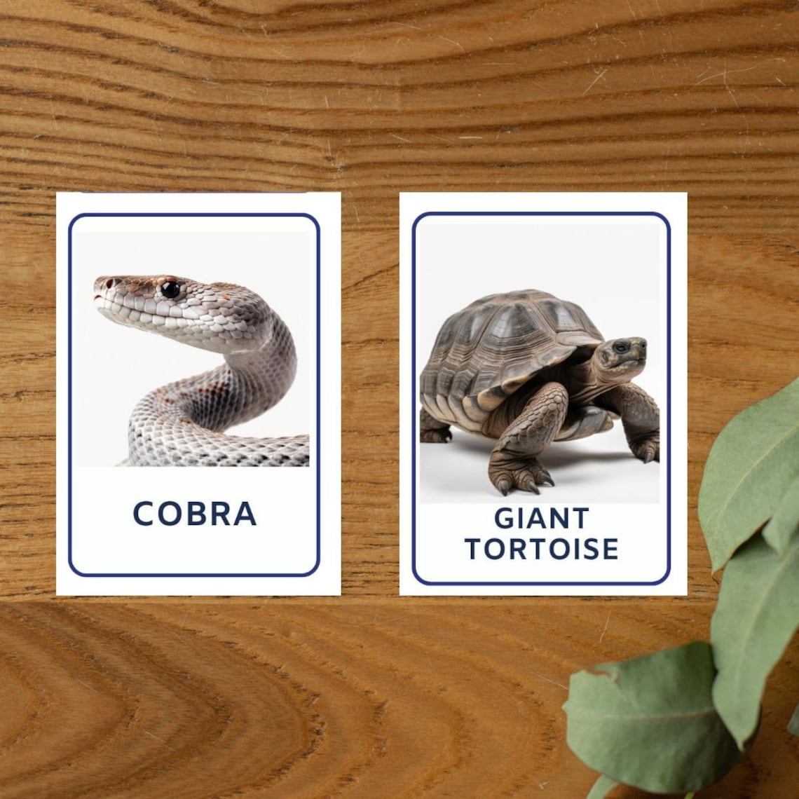 32 Amphibians and Reptiles Photo Flashcards: Amphibians and Reptiles ...