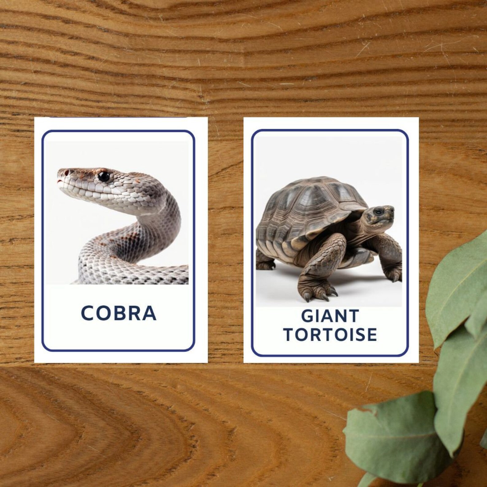 32 Amphibians and Reptiles Photo Flashcards: Amphibians and Reptiles ...