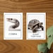 32 Amphibians and Reptiles Photo Flashcards: Amphibians and Reptiles ...