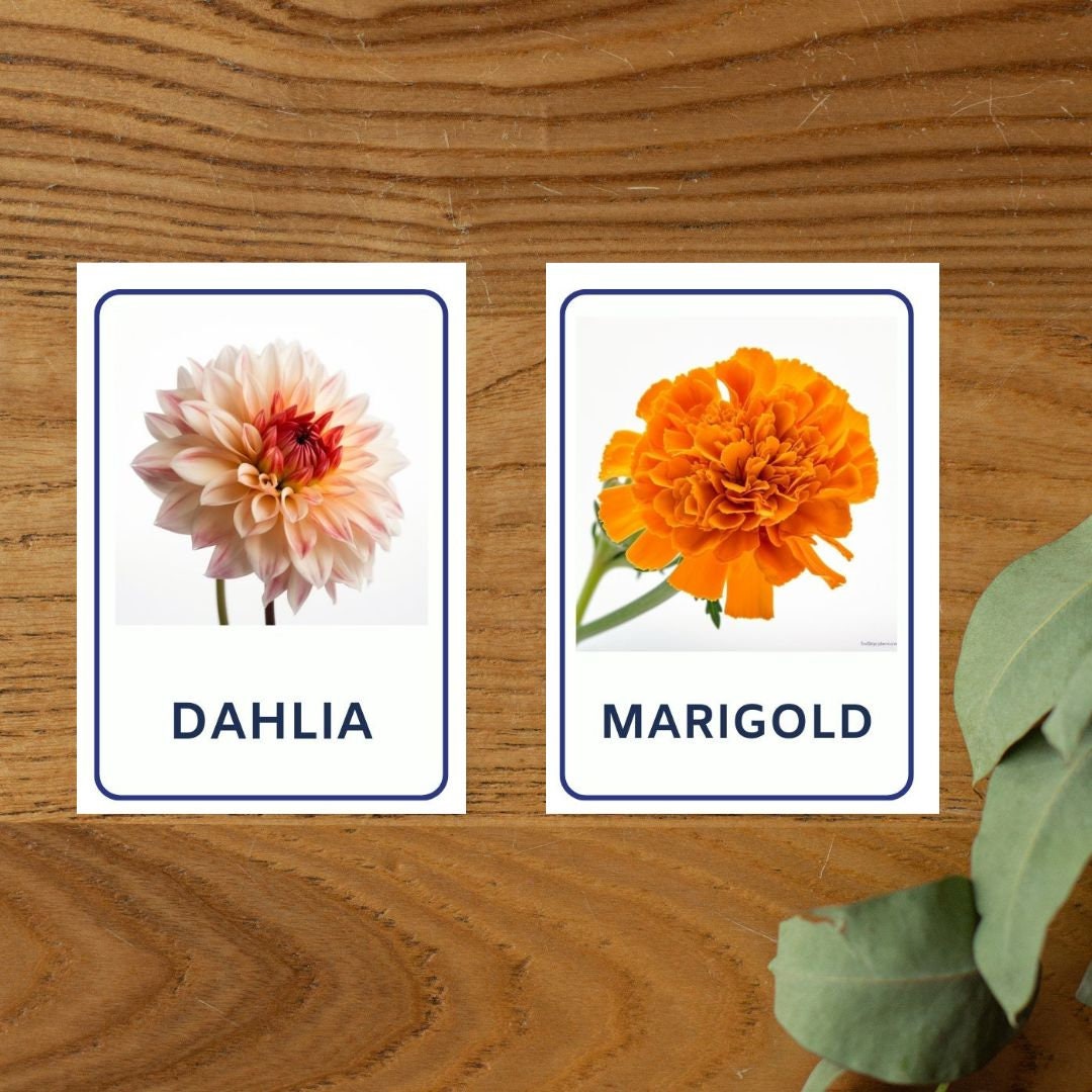 32 Flowers Flashcards, Image Cards for Kids, Preschoolers, Nomenclature ...