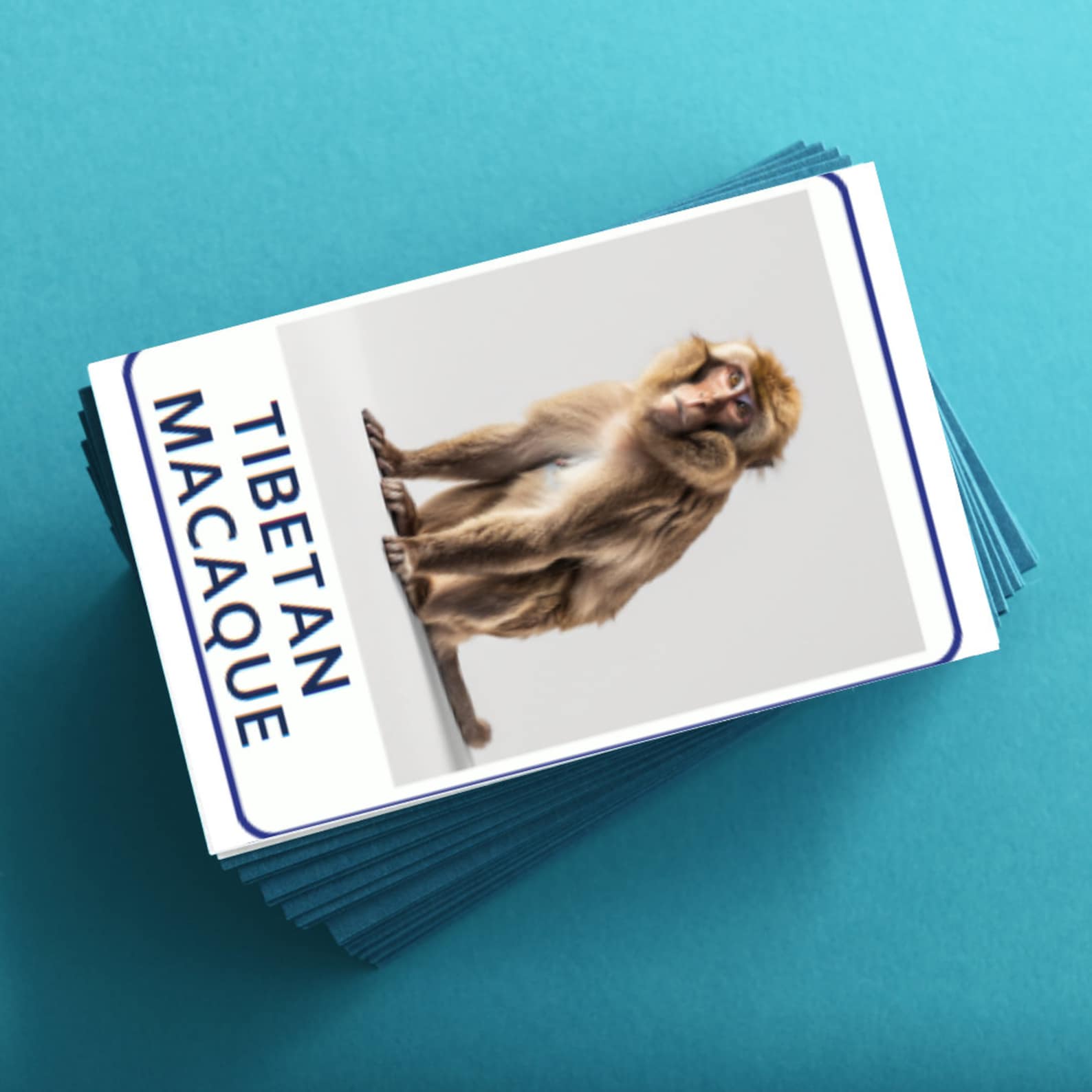 Explore 32 Monkey Species Flashcards Designed for Children, Monkey ...
