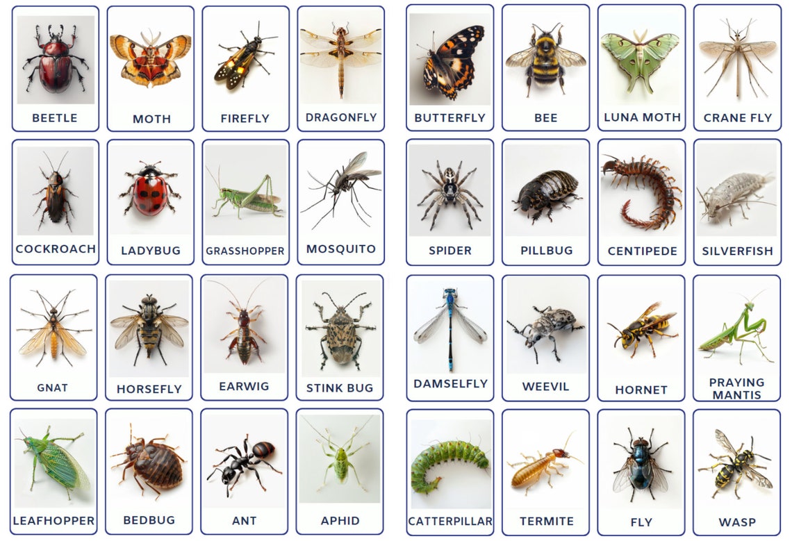 32 PNG Montessori Insects Types Flashcards, Toddlers Activity ...