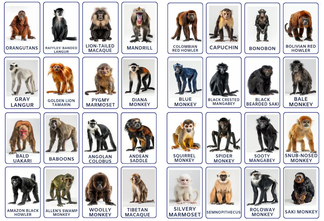 Explore 32 Monkey Species Flashcards Designed for Children, Monkey ...