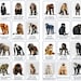 Explore 32 Monkey Species Flashcards Designed for Children, Monkey ...