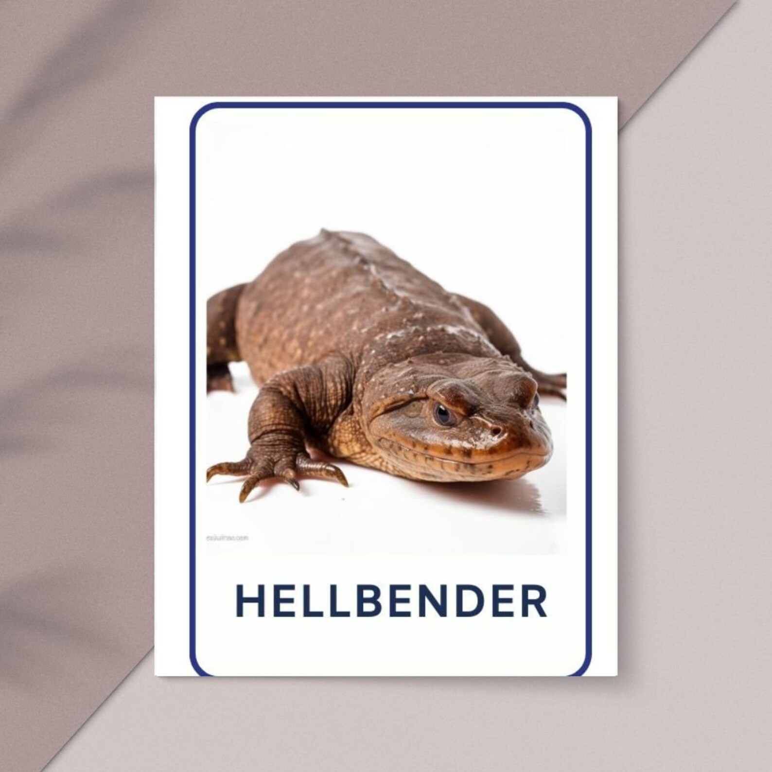32 Amphibians and Reptiles Photo Flashcards: Amphibians and Reptiles ...