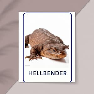 32 Amphibians and Reptiles Photo Flashcards: Amphibians and Reptiles ...
