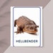 32 Amphibians and Reptiles Photo Flashcards: Amphibians and Reptiles ...
