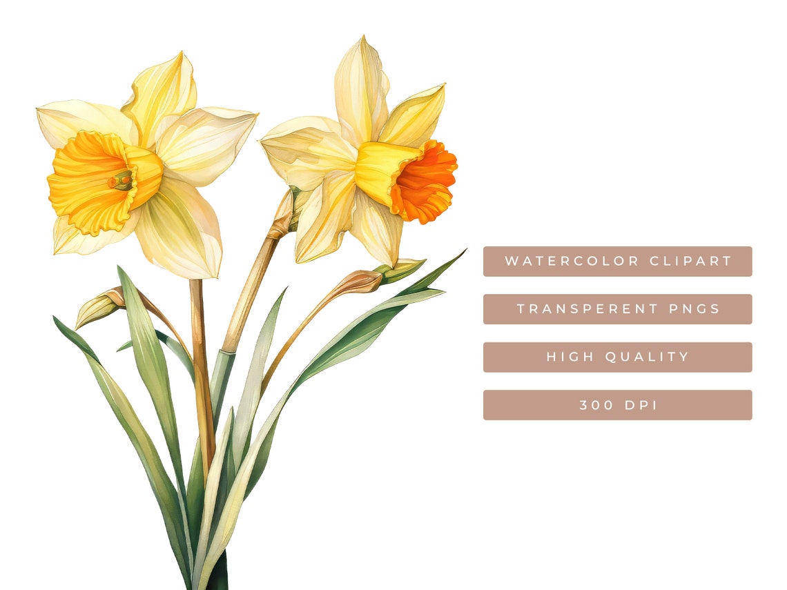 29 Watercolor Daffodil Clipart Bundle Png Designs Digital Download ...