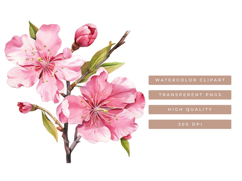 27 Watercolor Cherry Blossom Clipart Bundle Png Designs Digital ...