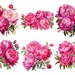 20 Watercolor Peonies and Roses Clipart Bundle Sublimation Designs ...