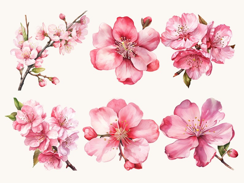 27 Watercolor Cherry Blossom Clipart Bundle Png Designs Digital ...