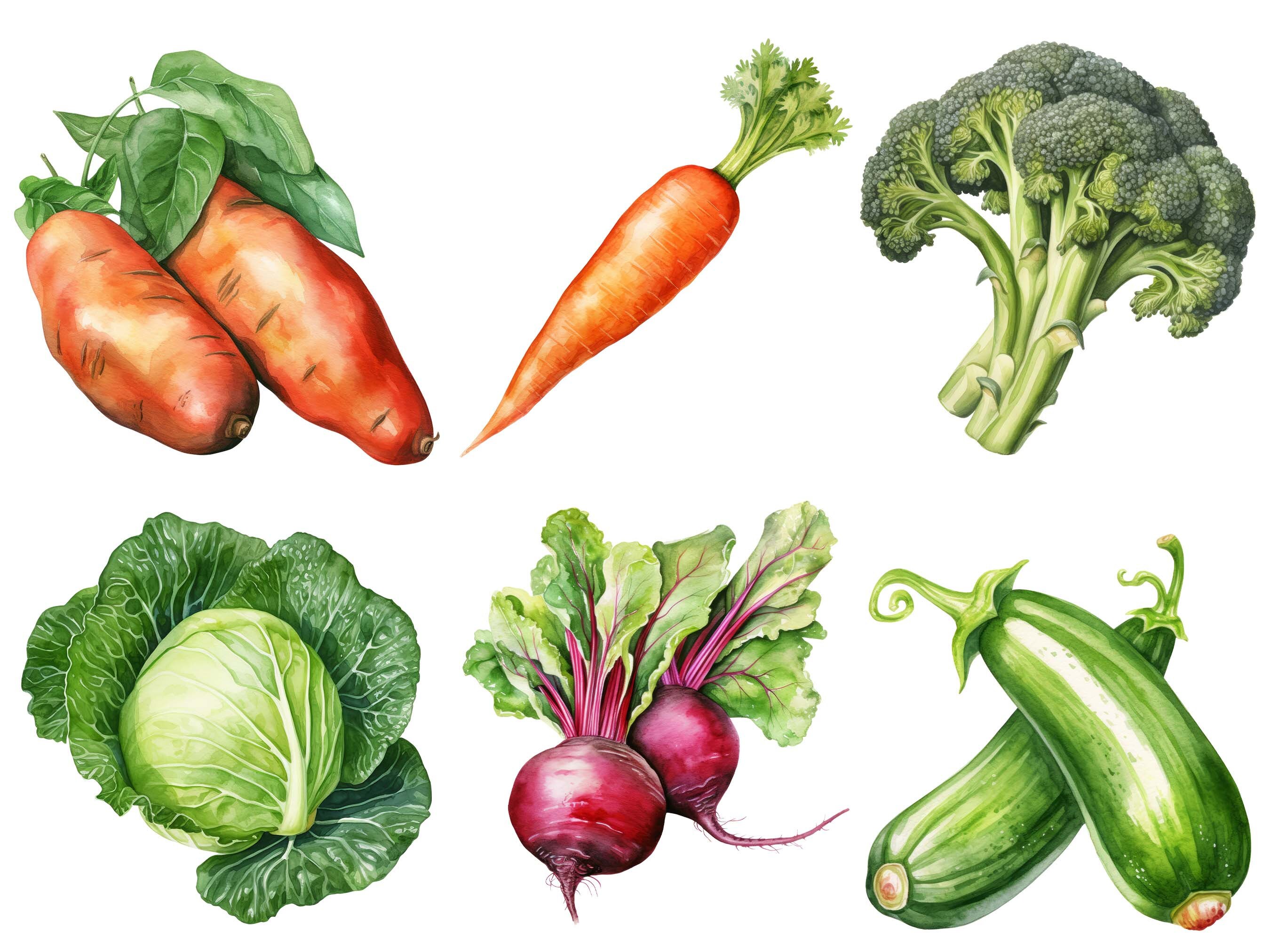 30 Watercolor Vegetables Clipart Bundle Sublimation Designs Digital ...
