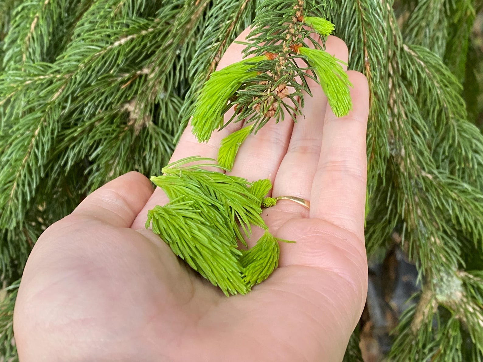 Fichtenwipfel 125g, Fichtenwipfel Honig, Fichtenspitzenhonig, Veganer Waldhonig, Maiwipfel ...