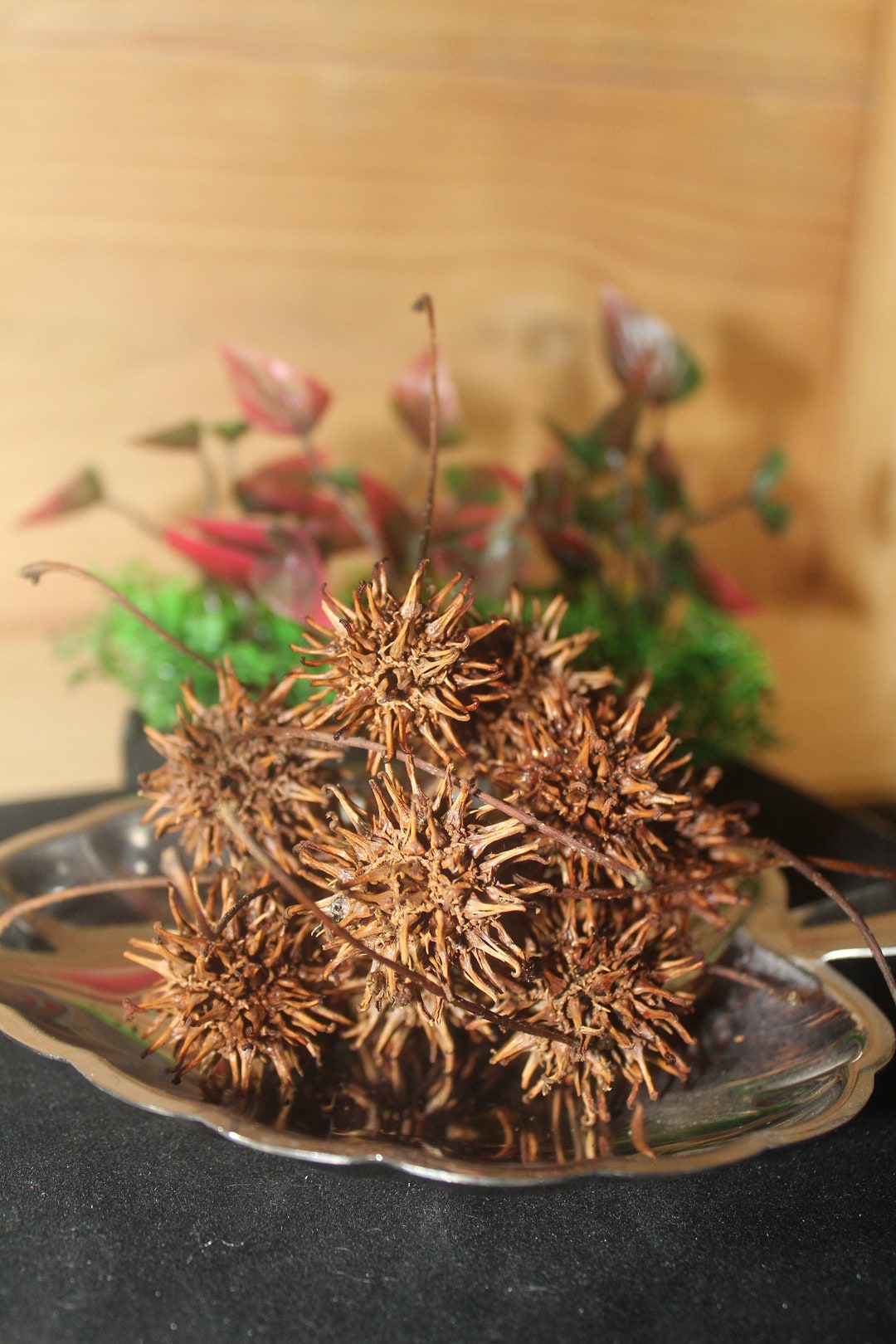 Sweet Gum Tree Balls Witch's Burrs liquidambar - Etsy