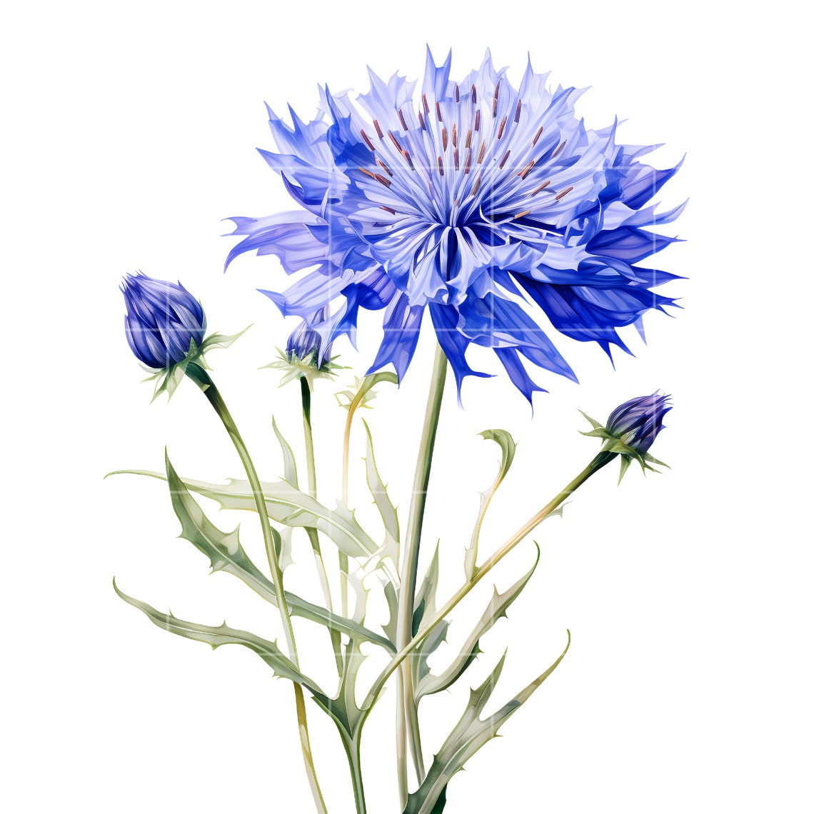 Watercolor Cute Cornflowers, 5 High Quality PNG With Transparent ...