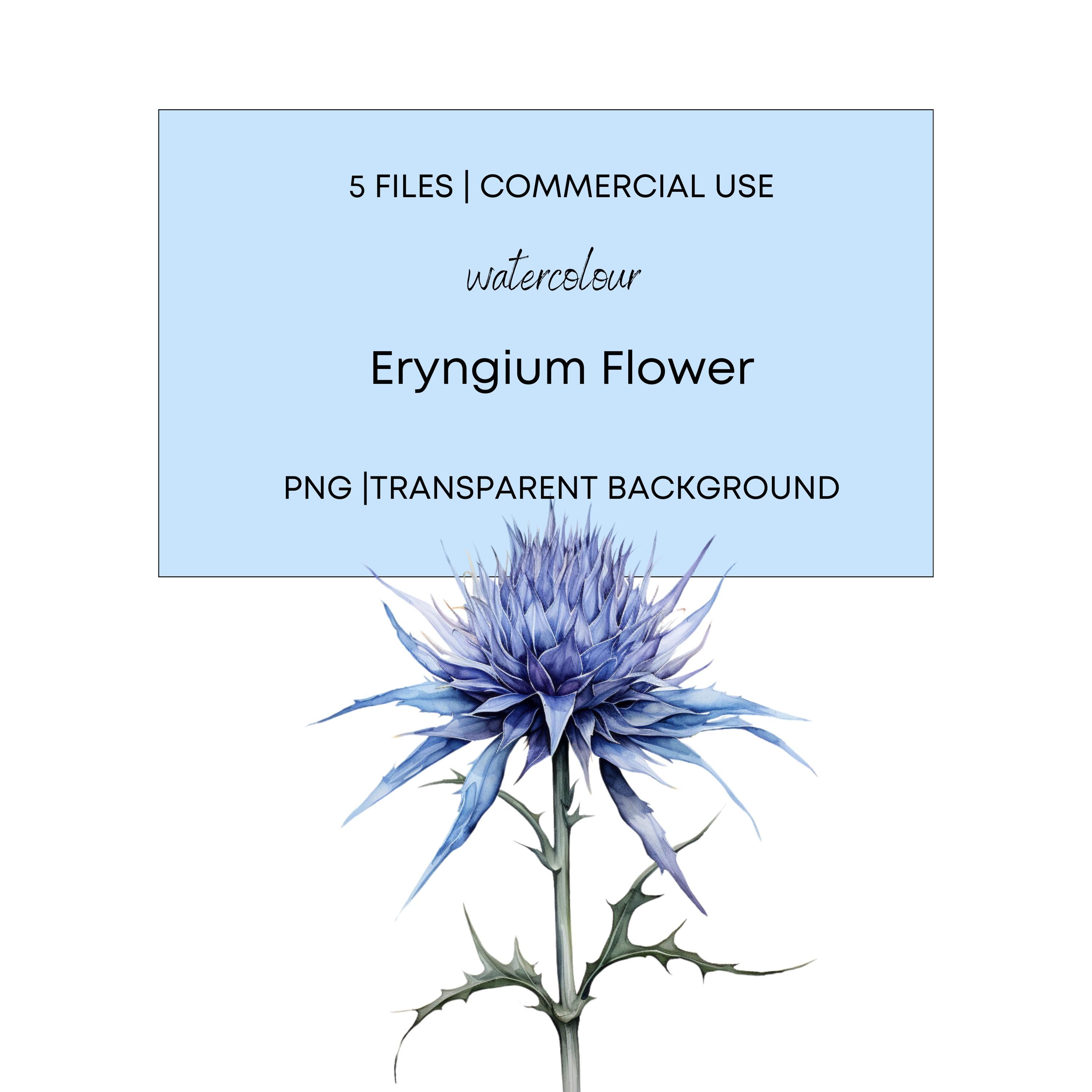 Watercolor Eryngium Flower | Eryngium Illustration - 5 High Quality PNG ...