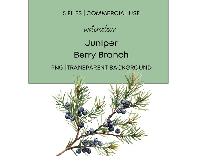 Juniper PNG Clip Art, Hand Drawn Juniper Sprig Illustration, Juniper ...