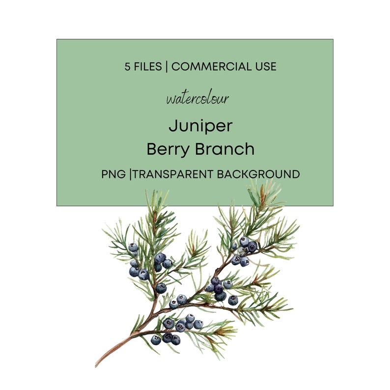 Watercolor Juniper Berry Branch, Juniper Illustration 5 High Quality ...