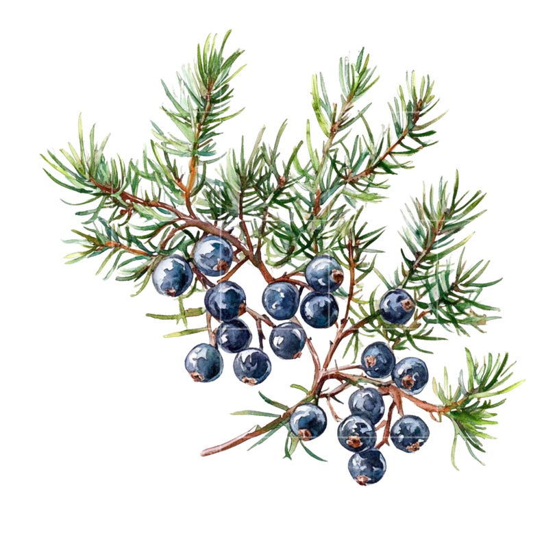 Watercolor Juniper Berry Branch, Juniper Illustration 5 High Quality ...