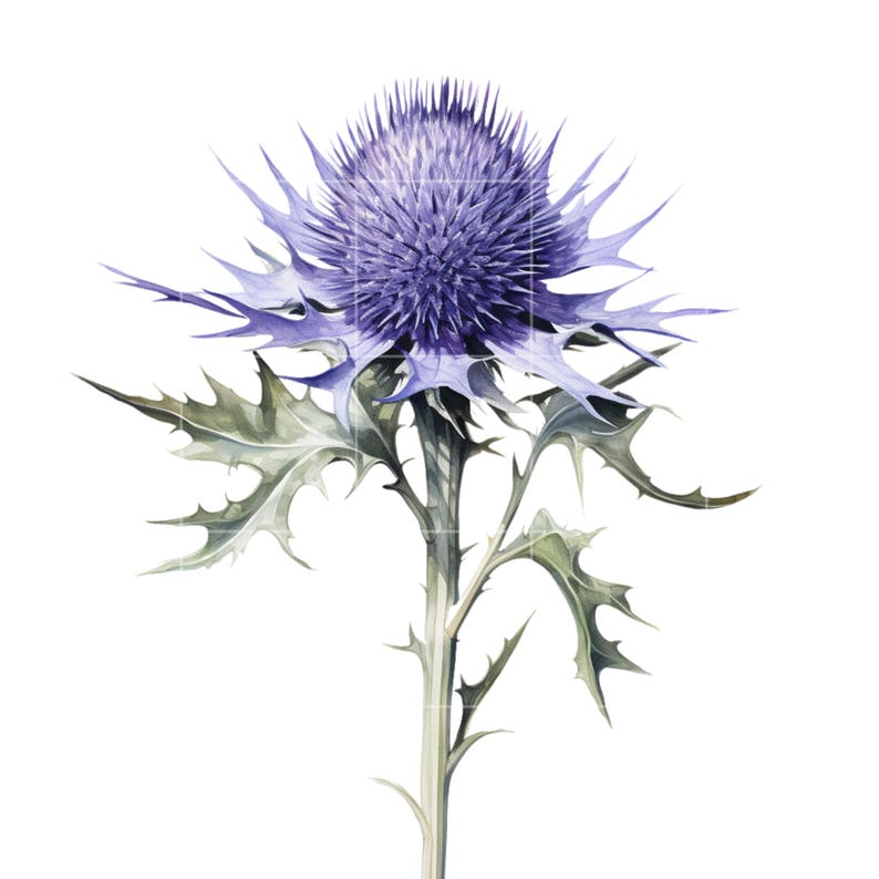 Watercolor Eryngium Flower | Eryngium Illustration - 5 High Quality PNG ...