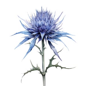 Watercolor Eryngium Flower | Eryngium Illustration - 5 High Quality PNG ...