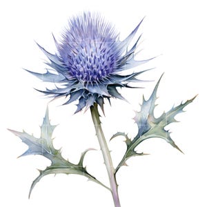 Watercolor Eryngium Flower | Eryngium Illustration - 5 High Quality PNG ...