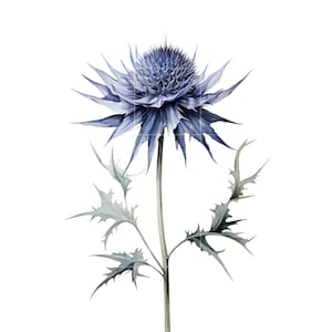 Watercolor Eryngium Flower | Eryngium Illustration - 5 High Quality PNG ...