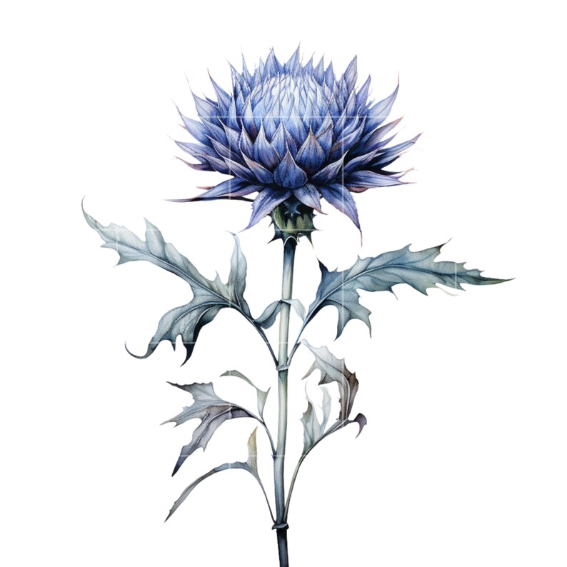 Watercolor Eryngium Flower | Eryngium Illustration - 5 High Quality PNG ...