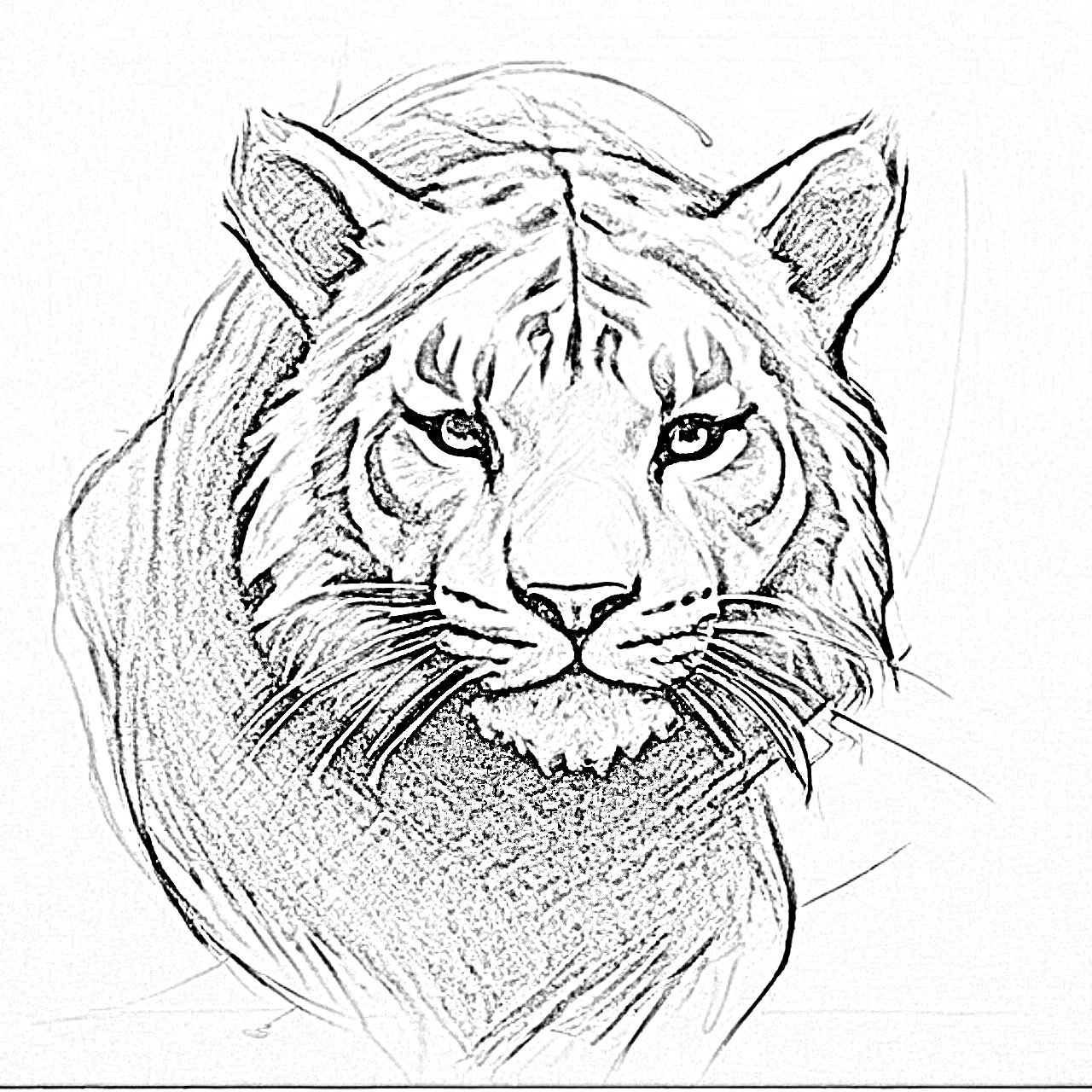 Tiger Pencil Sketch - Etsy