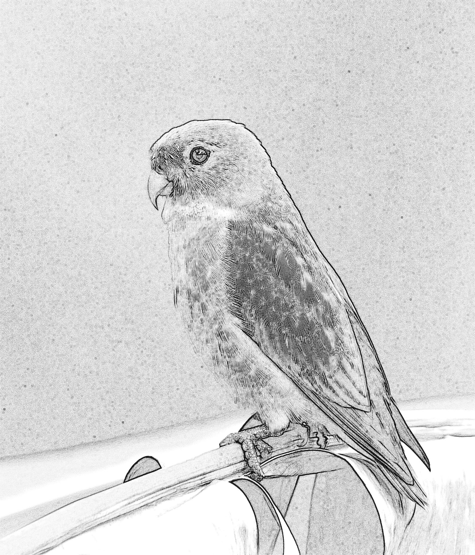 Perot Pencil Sketch in Digital Print Coloring Pages Home - Etsy