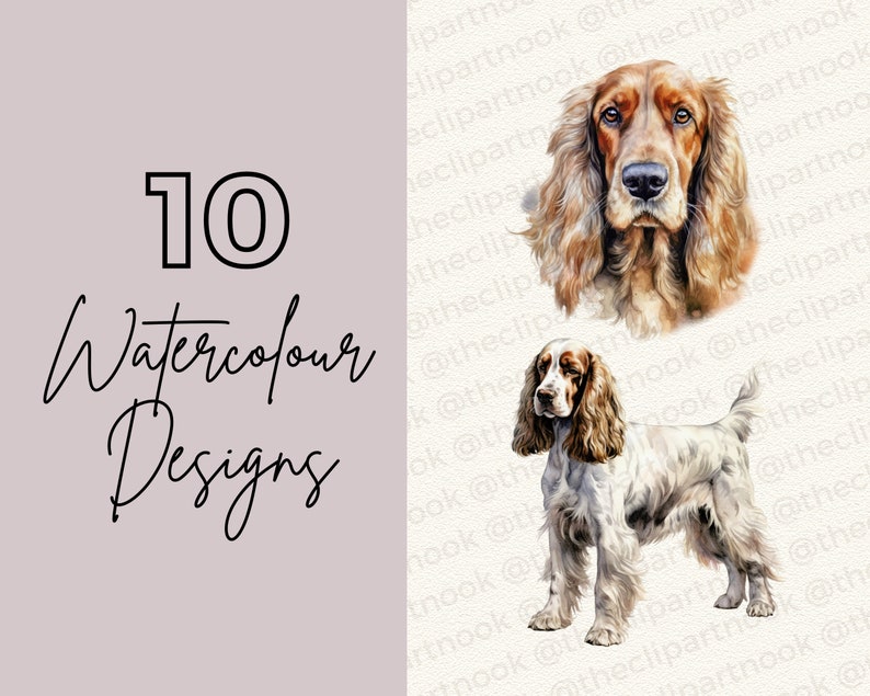English Cocker Spaniel Dog Clipart | Watercolour English Cocker Spaniel ...
