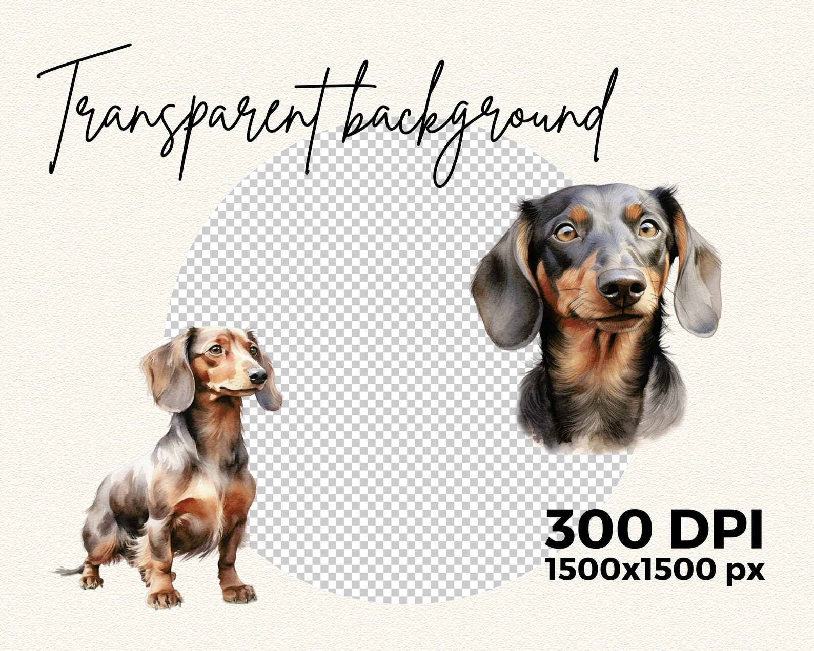Dachshund Dog Clipart | Watercolour Dachshund Sausage Dog Clip Art ...