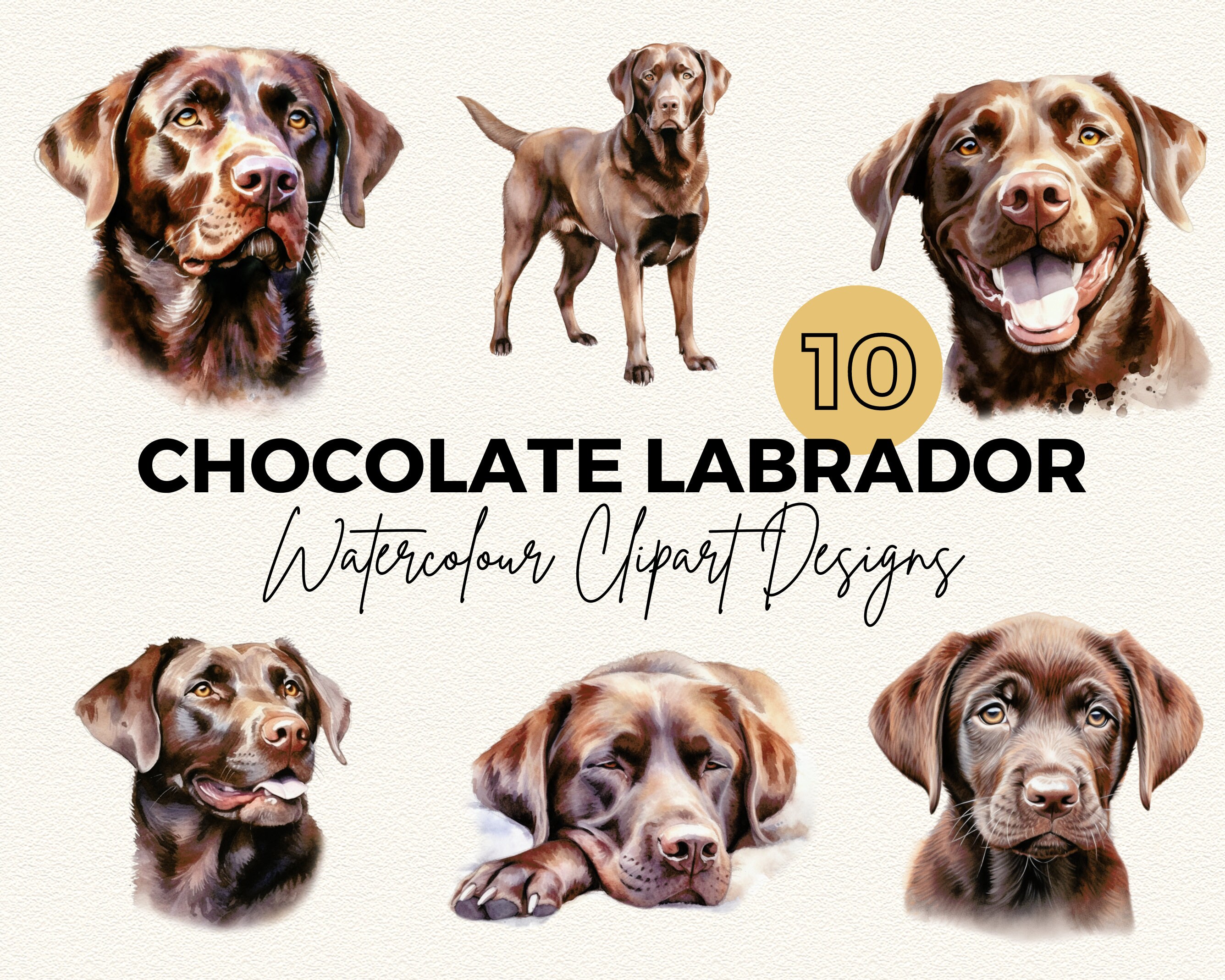 Chocolate Labrador Dog Clipart | Watercolour Labrador Clip Art ...
