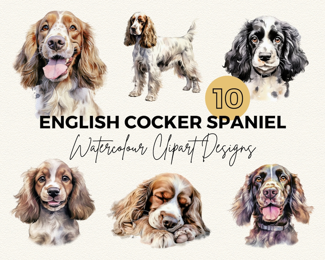 English Cocker Spaniel Dog Clipart | Watercolour English Cocker Spaniel ...