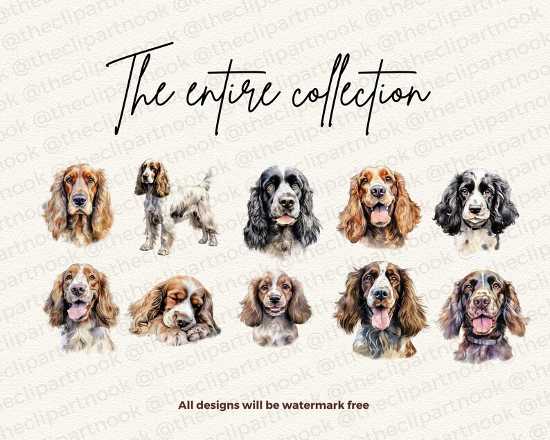 English Cocker Spaniel Dog Clipart | Watercolour English Cocker Spaniel ...