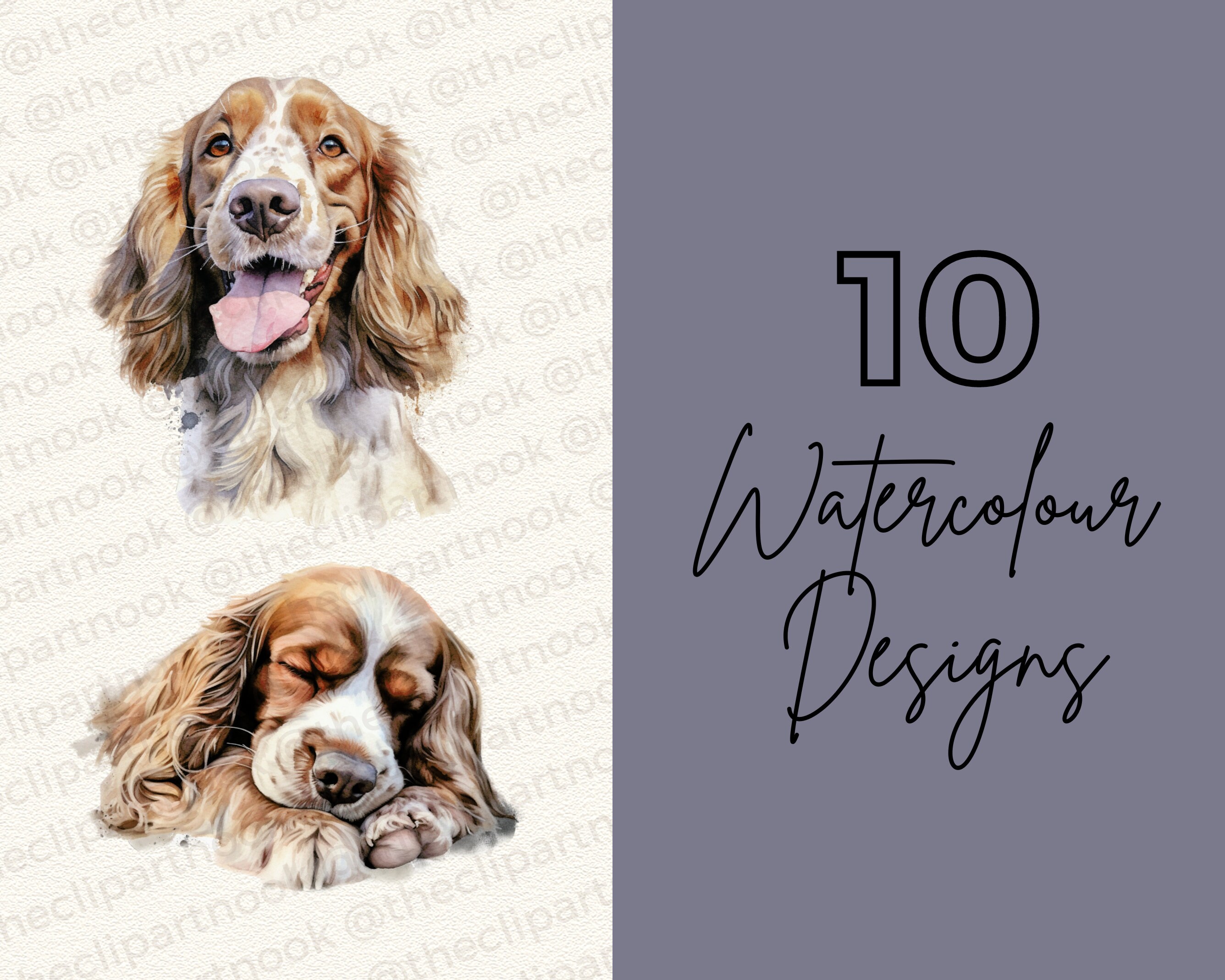 English Cocker Spaniel Dog Clipart | Watercolour English Cocker Spaniel ...