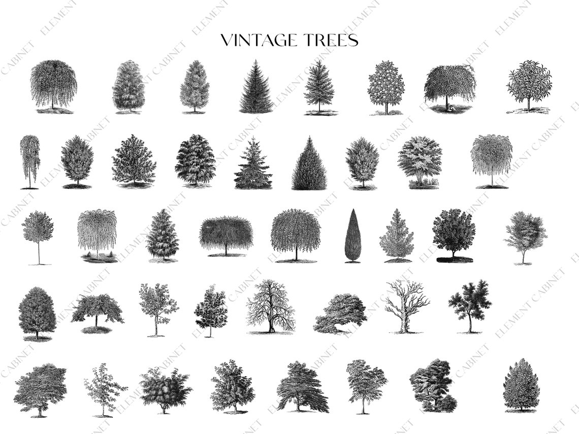 Vintage Trees Illustrations, Vintage Tree Clipart, Trees Digital ...