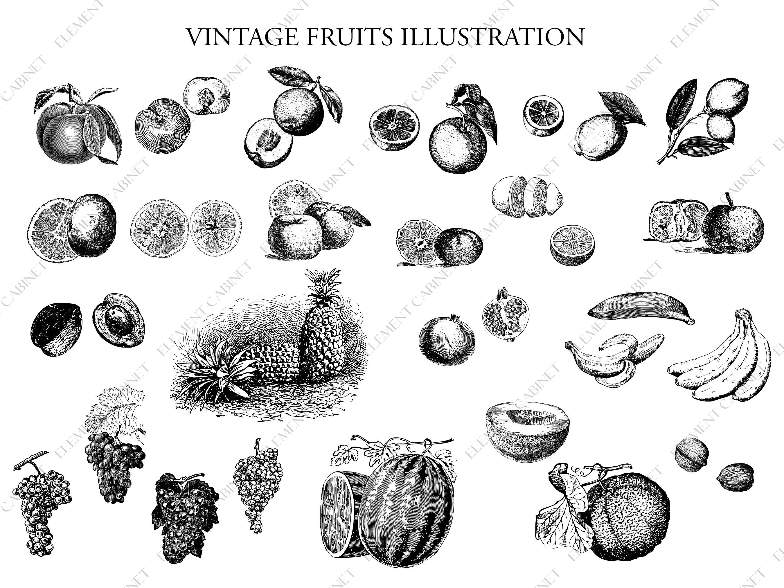 Vintage Fruits Illustration Mega Bundle, Vintage Fruit Illustration ...