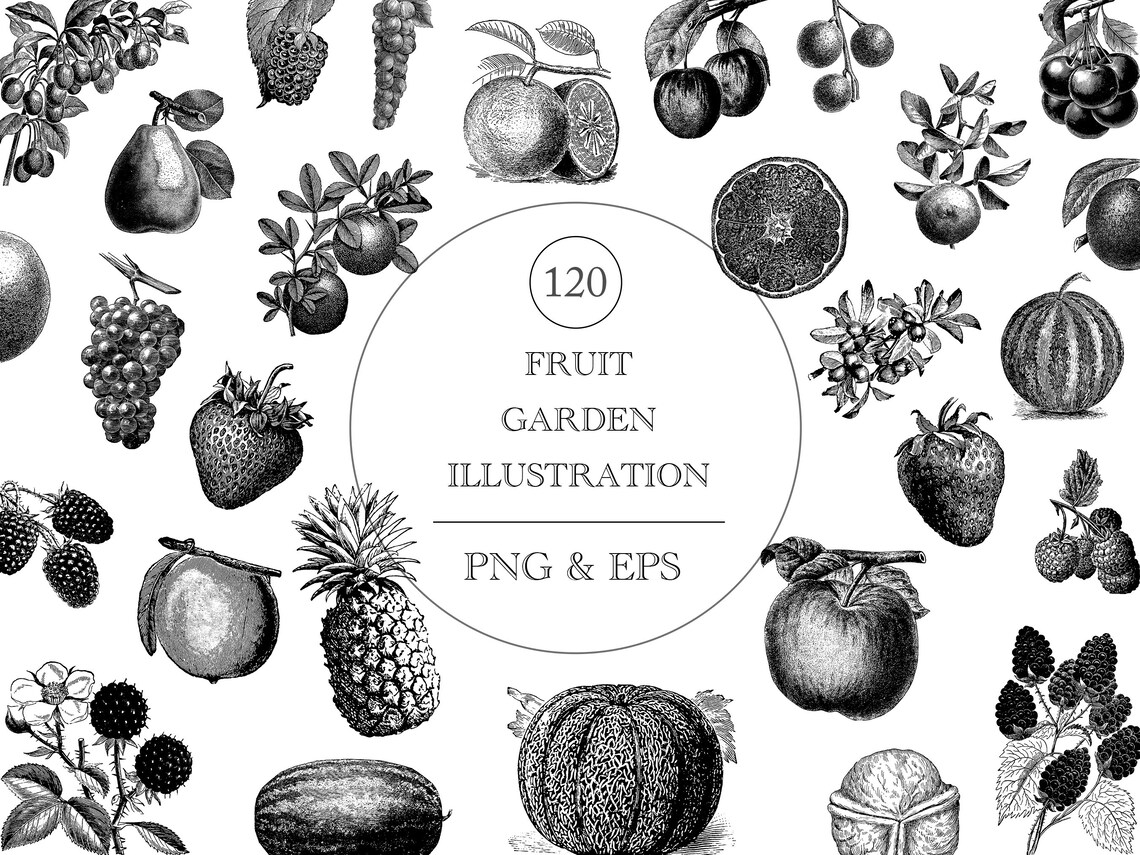 Fruit Garden Illustration Mega Bundle, Vintage Fruit Illustration ...