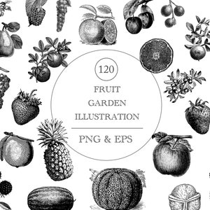 Fruit Garden Illustration Mega Bundle, Vintage Fruit Illustration ...