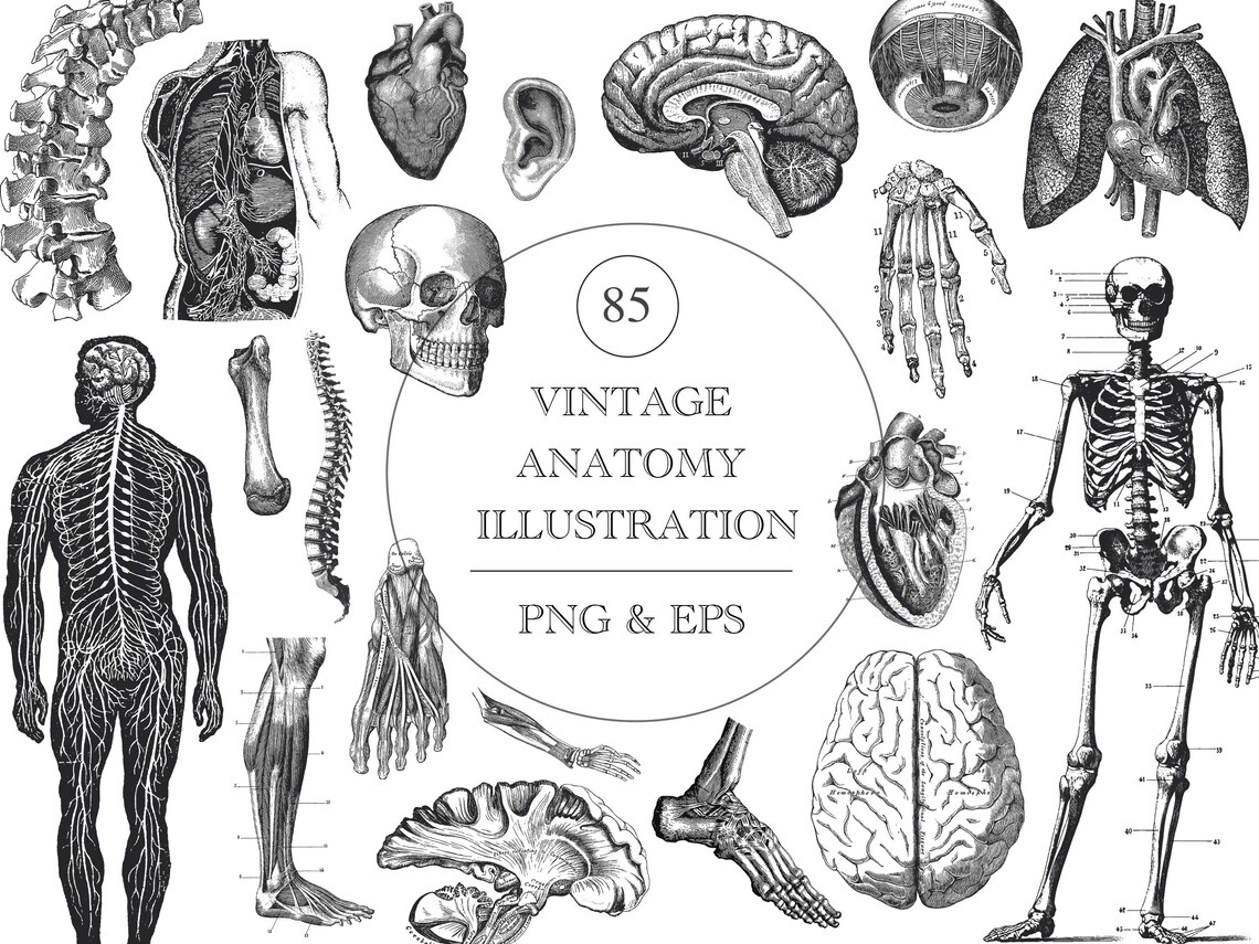 Anatomy Illustration Bundle, Human Body Parts Illustration, Anatomy ...
