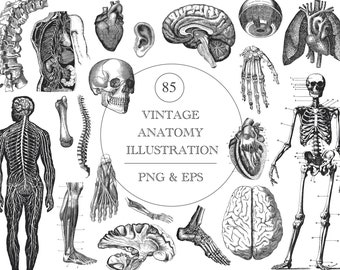 Human Organs Clipart Lung Clip Art Human Anatomy Clipart - Etsy